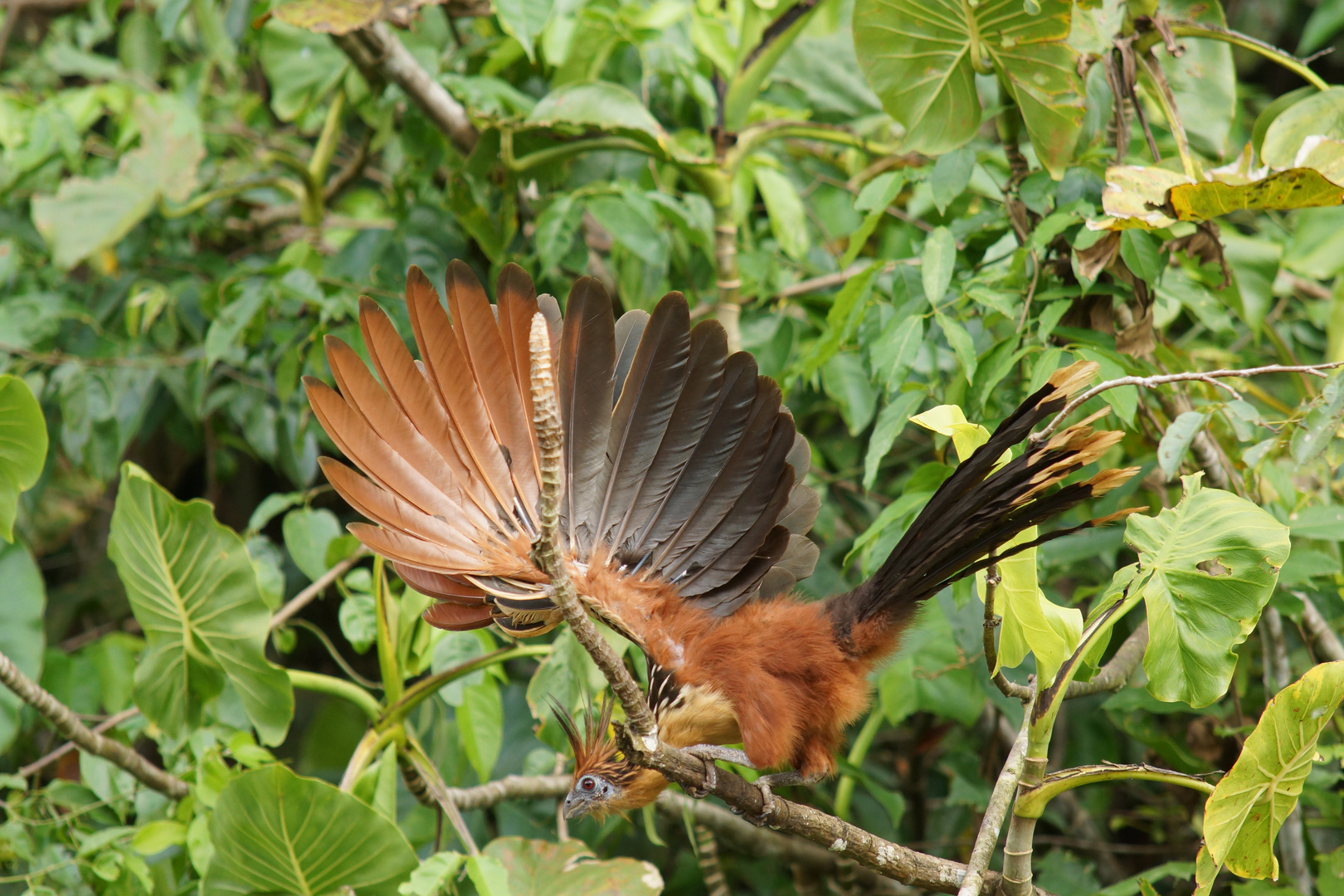 Hoatzin Foto & Bild | tiere, wildlife, wild lebende vögel Bilder auf ...