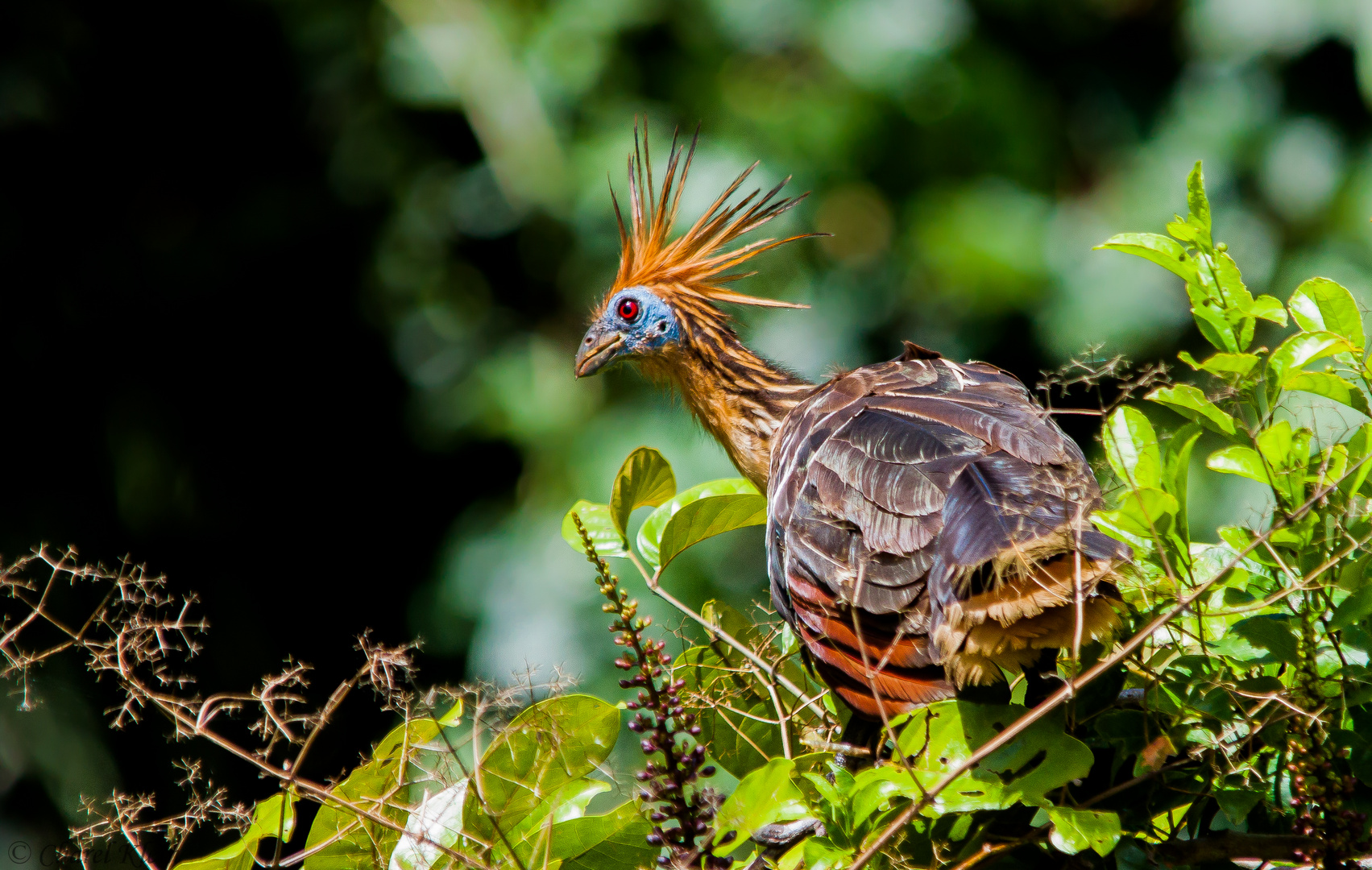 Hoatzin (Opisthocomus hoazin) Foto & Bild | tiere, wildlife, wild ...