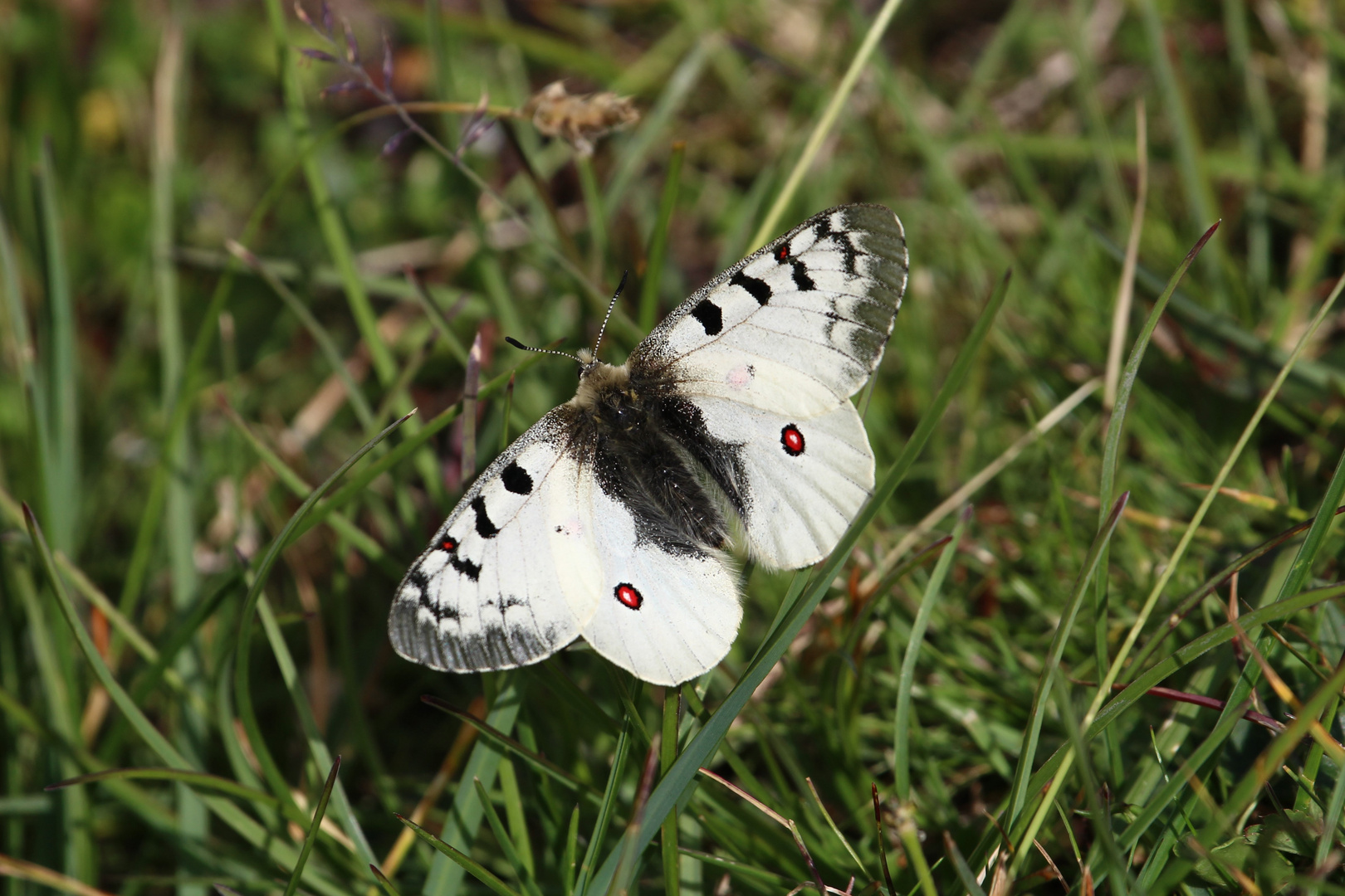 Hochalpen Apollofalter Foto & Bild | tiere, wildlife, schmetterlinge ...