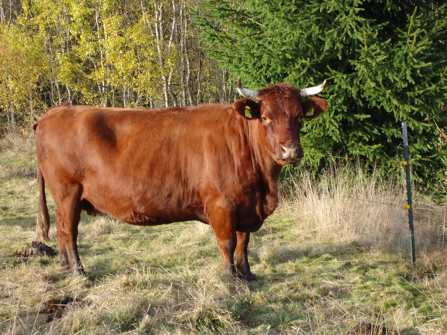 Hochland-Rind Foto & Bild | tiere, tierfotos, natur Bilder auf ...