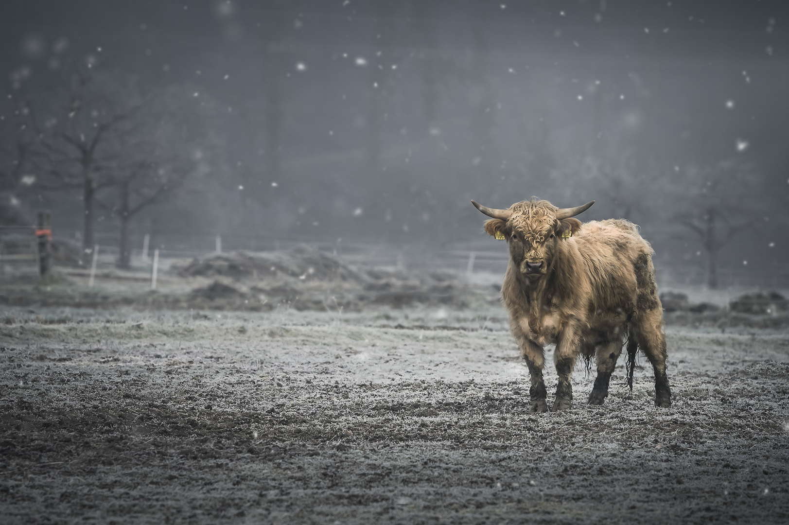 Hochland Rind Foto & Bild | tiere, nikon, outdoor Bilder auf fotocommunity