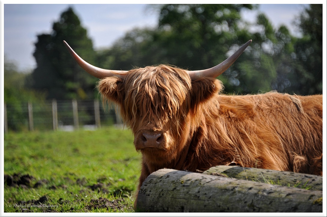 Hochlandrind Foto & Bild | europe, united kingdom & ireland, scotland ...