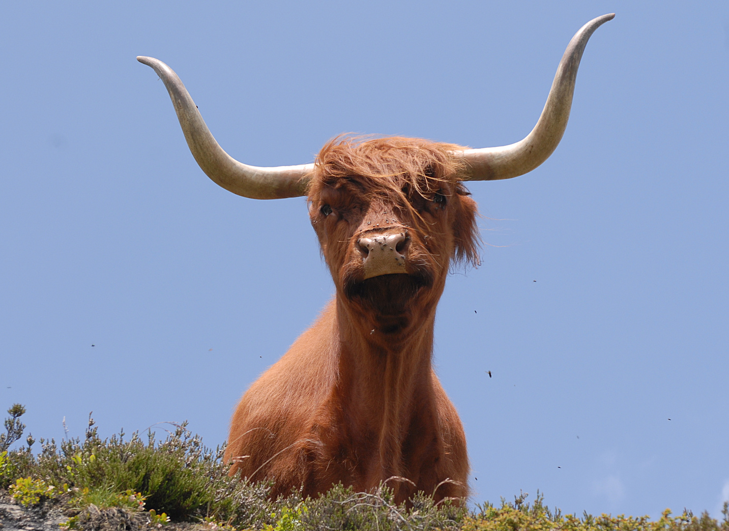 Hochlandrind Foto & Bild | natur, landschaft, tiere Bilder auf ...