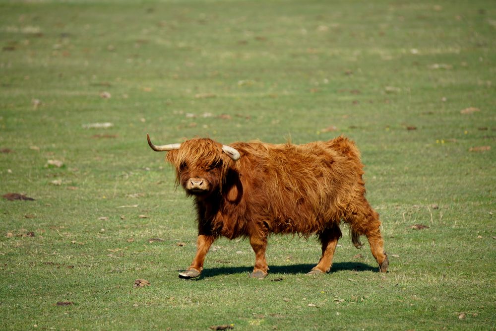 Hochlandrind Foto & Bild | natur Bilder auf fotocommunity