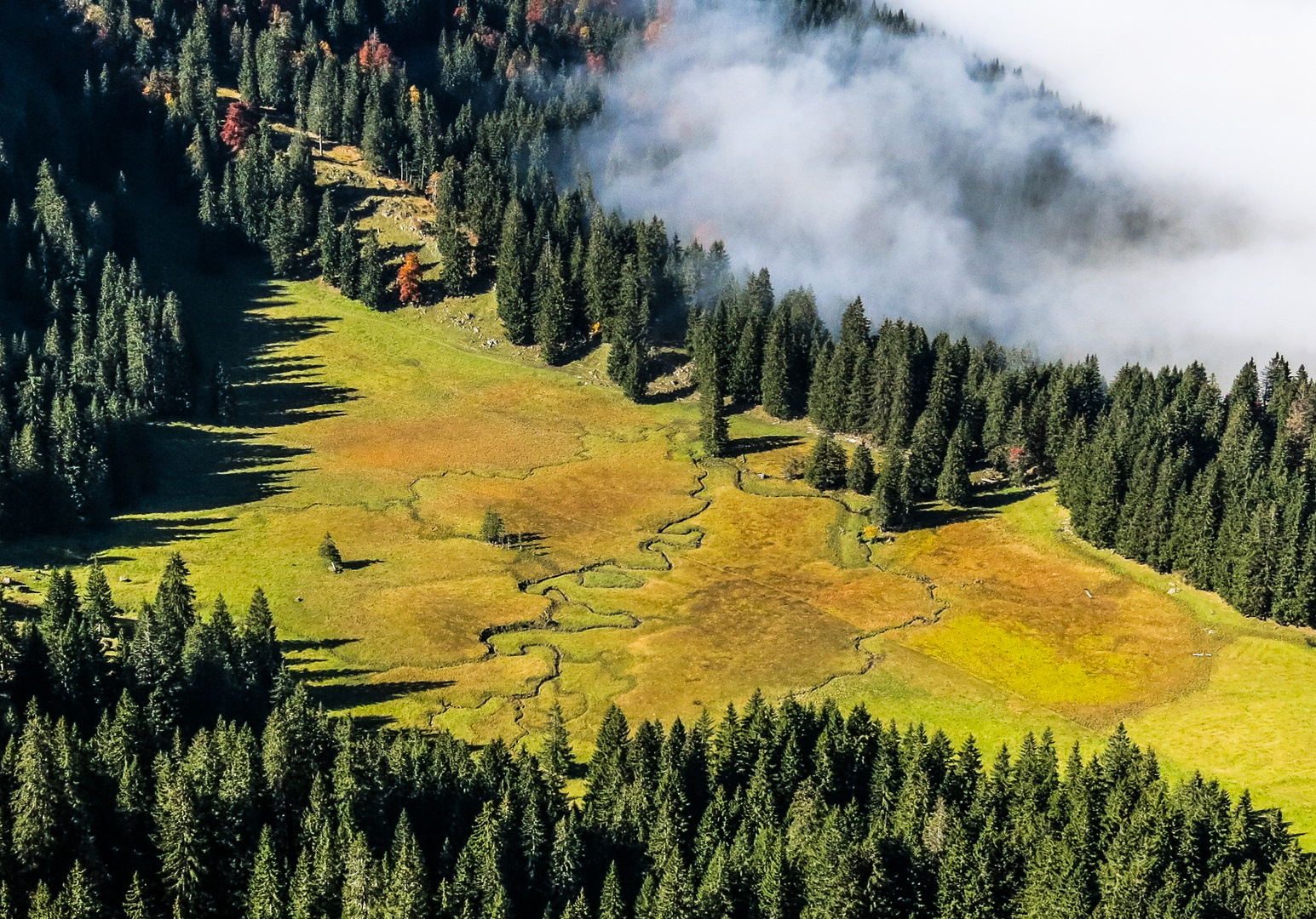 Hochmoor Foto & Bild | outdoor, bäume, natur Bilder auf fotocommunity