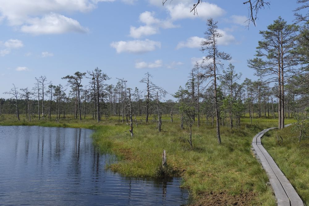 Hochmoor 2 Foto & Bild | europe, baltic states, landschaft Bilder auf ...
