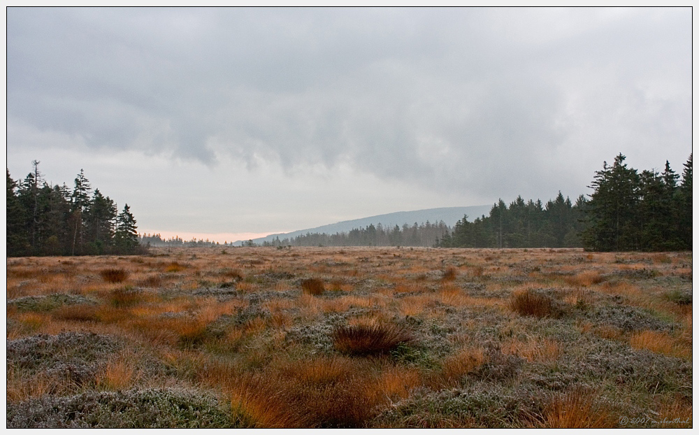 Hochmoor Foto & Bild | landschaft, moor, natur Bilder auf fotocommunity
