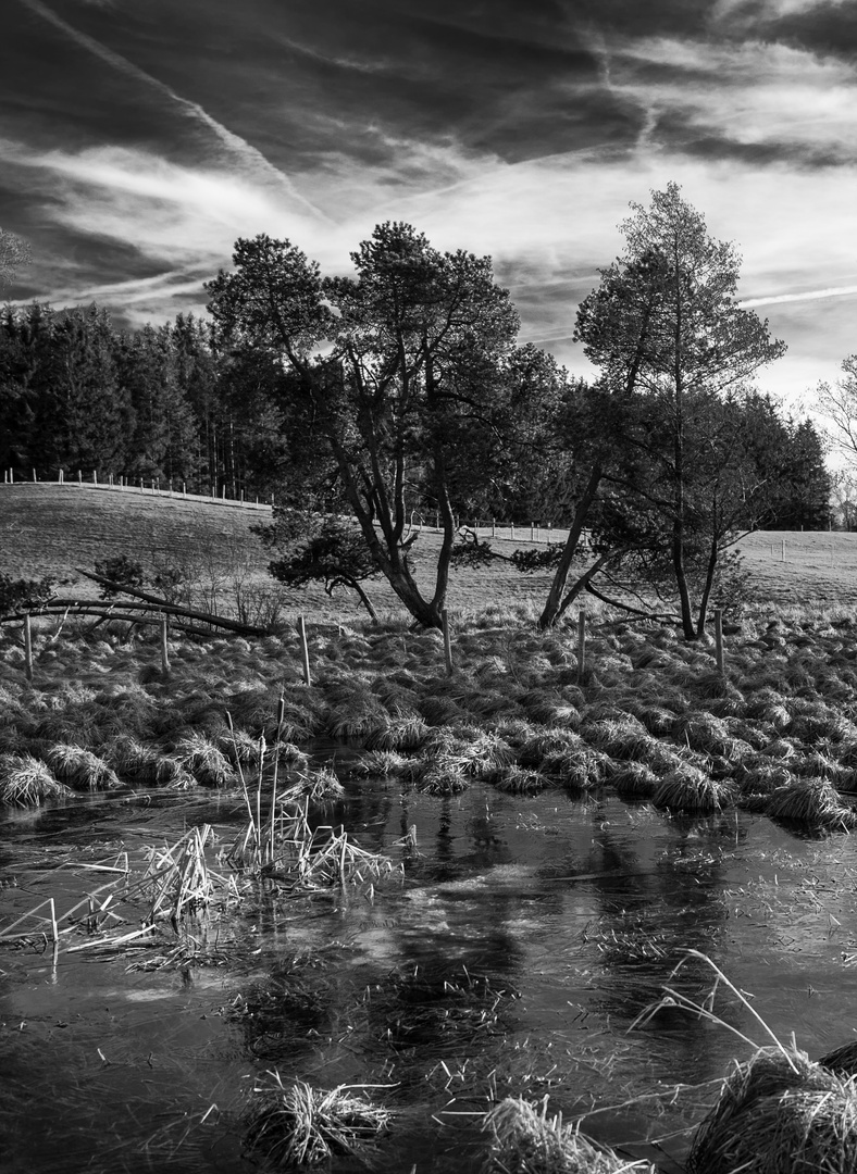 Hochmoor im Allgäu Foto & Bild | landschaft, moor, natur Bilder auf ...