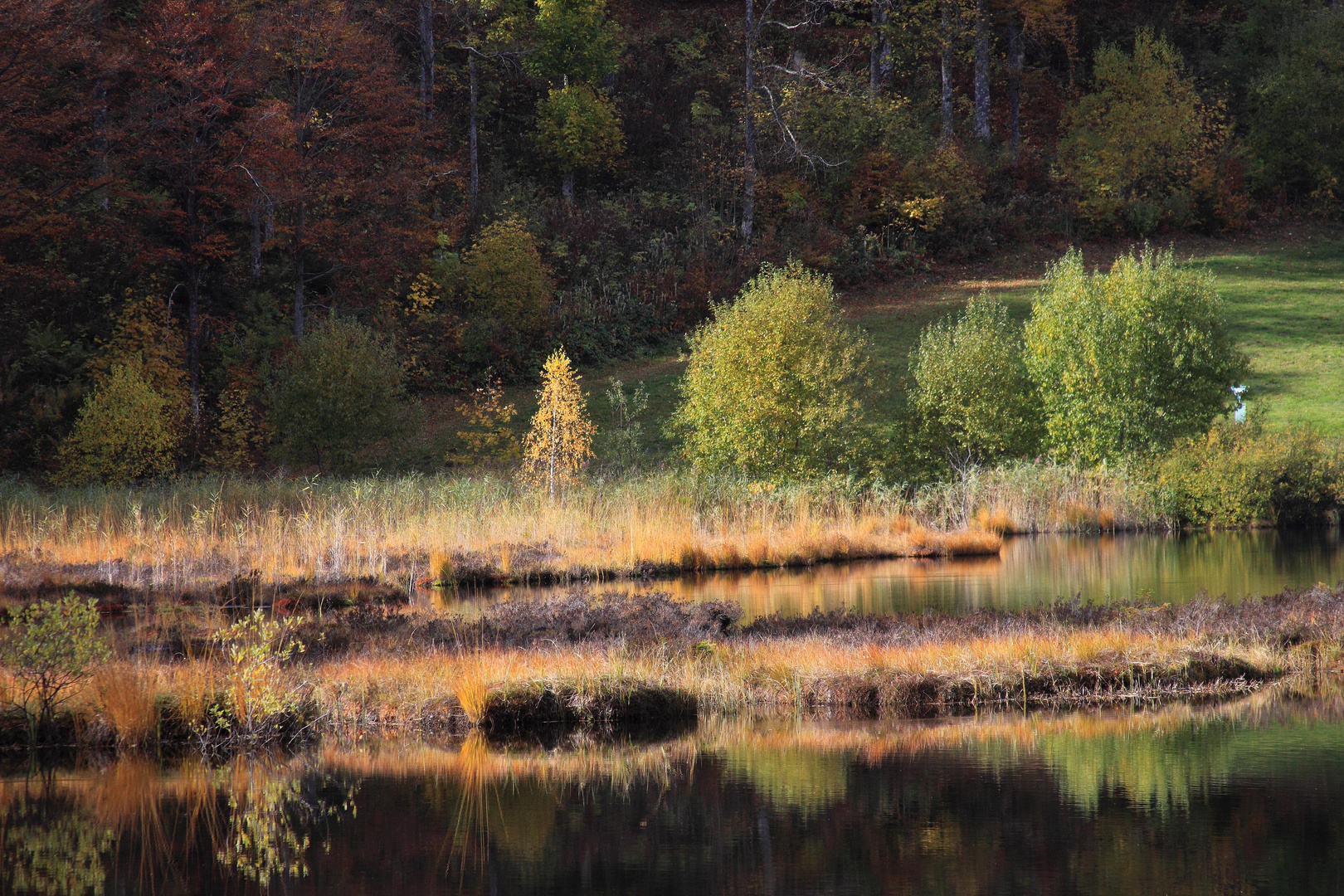 Hochmoor im kleinen Wiesental, Nonnenmattweiher ... Foto & Bild ...