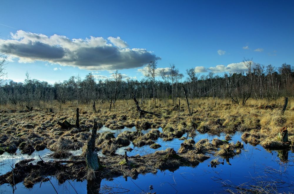 Hochmoor weißes venn Foto & Bild | landschaft, moor, hochmoor Bilder ...