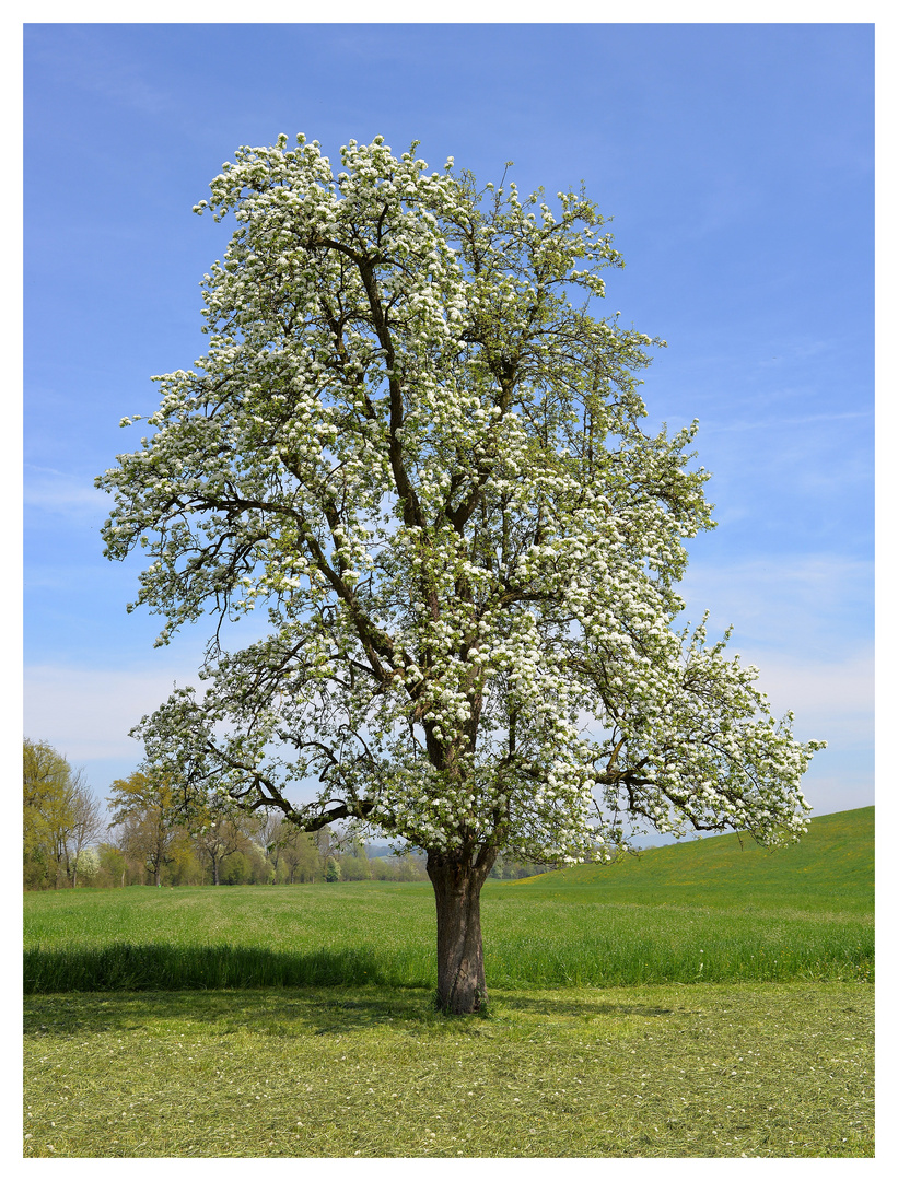 Hochstamm-Birnbaum Foto & Bild | pflanzen, pilze & flechten, bäume ...