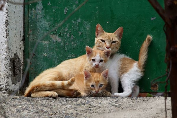 Katzen, Katzenbilder, Katzenfotos