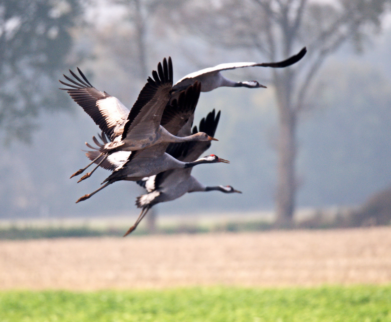 Hochstapler.... Foto & Bild | natur, tiere, wildlife Bilder auf ...