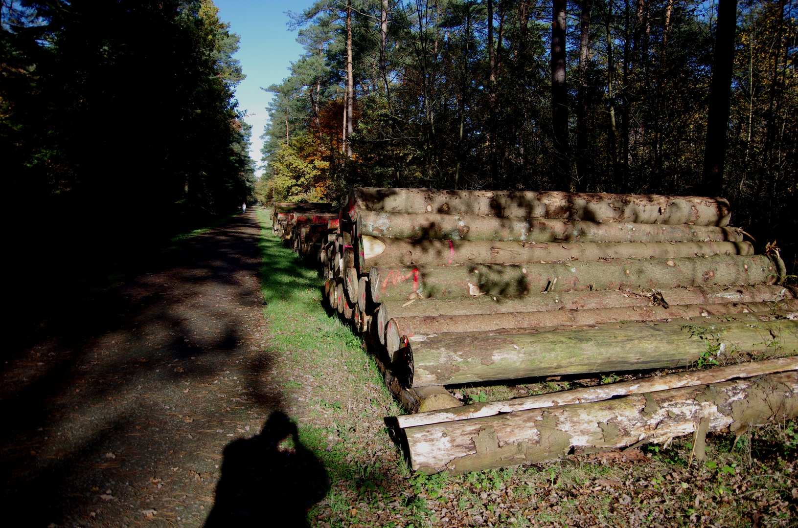 Hochstapler... Foto & Bild | wald, landschaften, natur Bilder auf ...