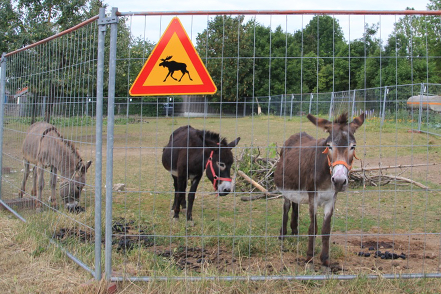 Hochstapler Foto & Bild | dokumentation, outdoor, natur Bilder auf ...