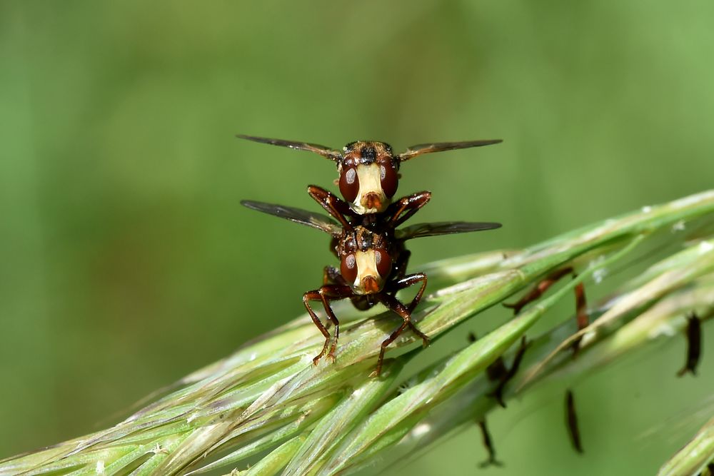 Hochstapler Foto & Bild | makro, natur, macro Bilder auf fotocommunity