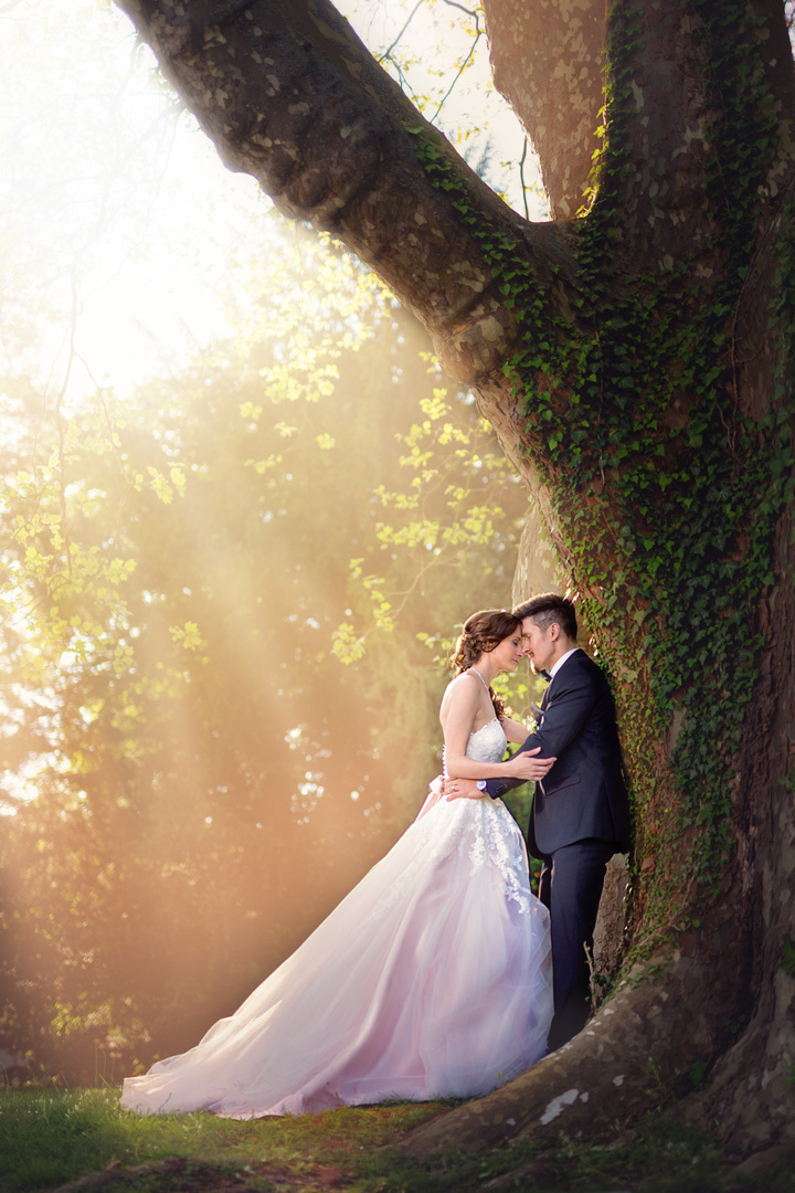 Hochzeit_Baum Foto & Bild | hochzeit, outdoor, gegenlicht Bilder auf fotocommunity
