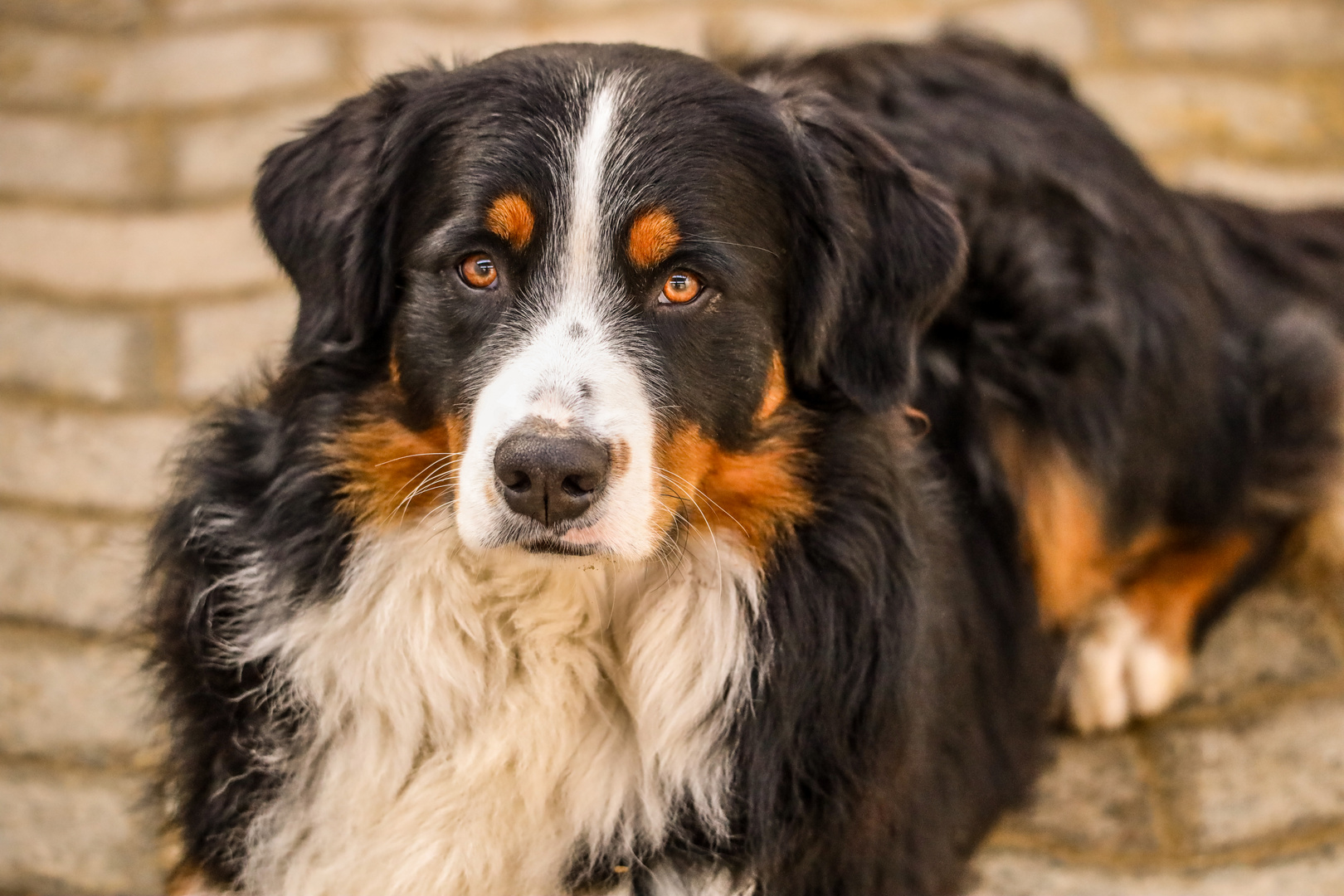 Hofhund Otto Foto & Bild | hunde, tiere, haustiere Bilder auf fotocommunity