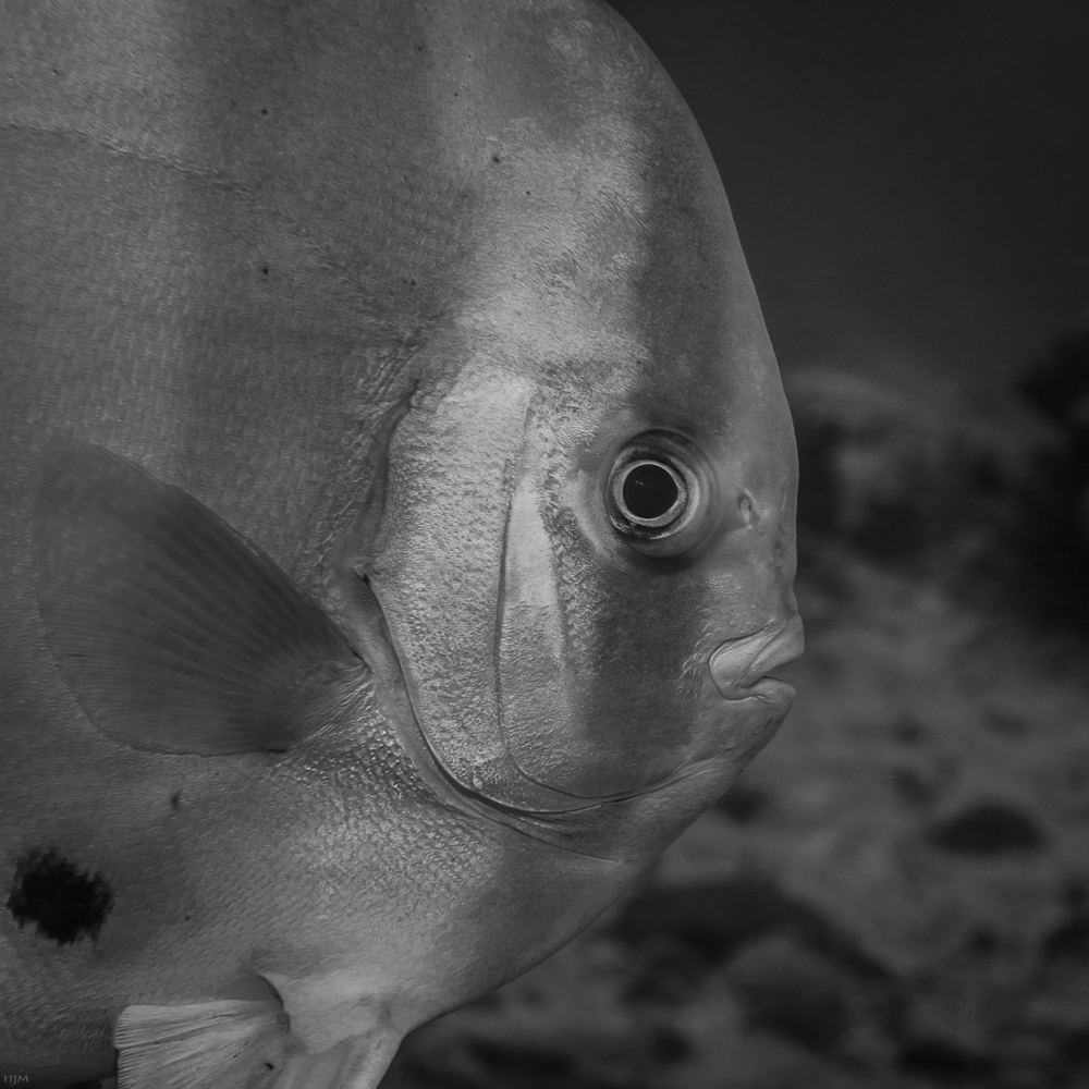 Hohe Stirn Foto & Bild | africa, eastern africa, tiere Bilder auf ...