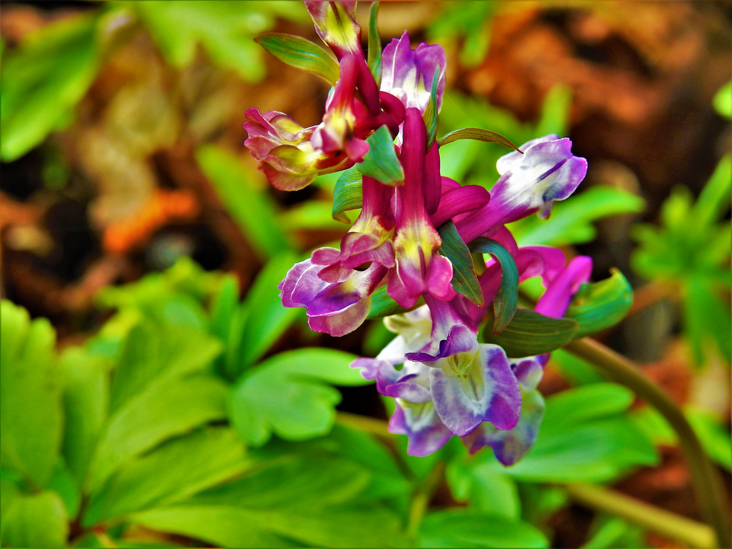 Hohler Lerchensporn Foto And Bild Pflanzen Pilze And Flechten Blüten
