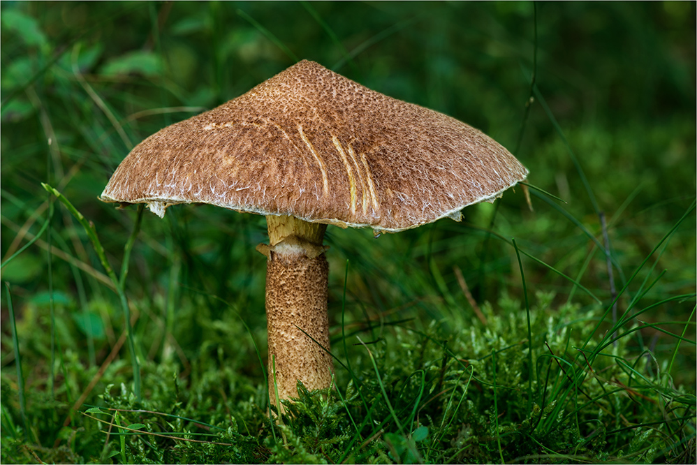 Hohlfuß-Röhrling (Suillus cavipes) | Ingo Reiss