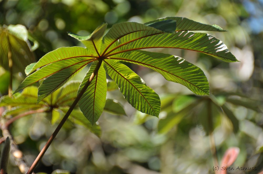 Hoja de Yagrumo - Monteverde Costa Rica Foto & Bild | north america ...