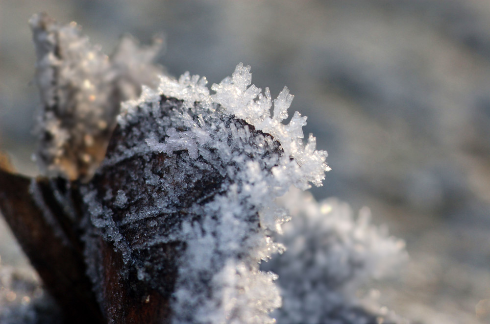 Hoja escarchada Imagen & Foto | naturaleza muerta, motivos Fotos de ...