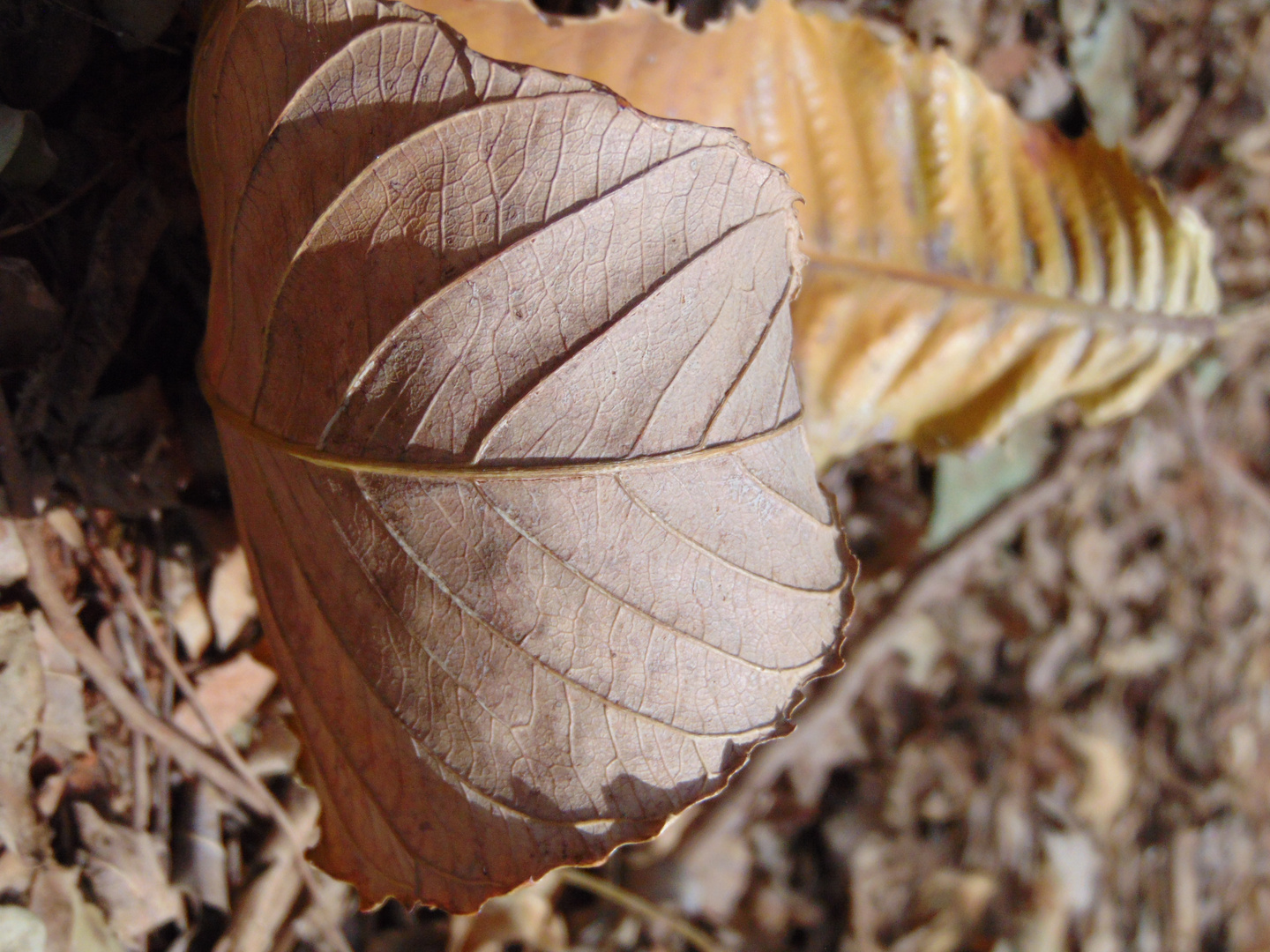 Hoja seca Imagen & Foto | nature, outdoor, leaves Fotos de fotocommunity