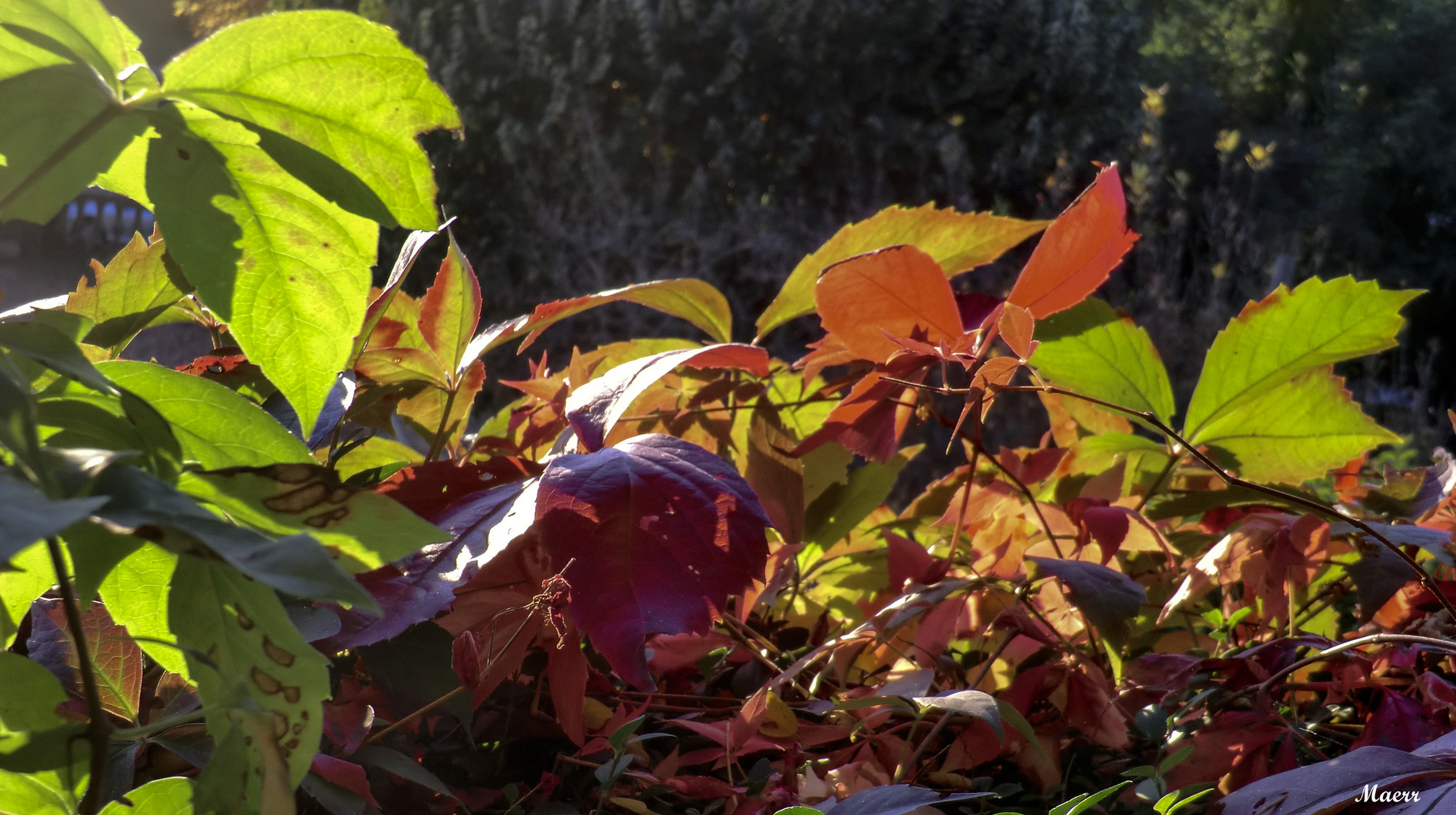 Hojas otoñales Imagen & Foto | motivos Fotos de fotocommunity