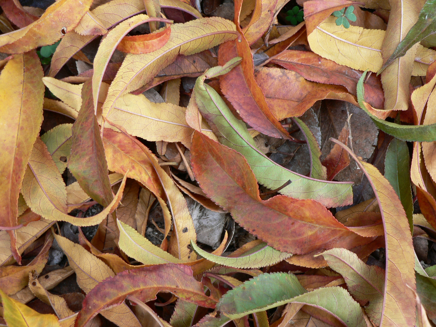 Hojas secas Imagen & Foto | estaciones del año, otoño, naturaleza Fotos ...