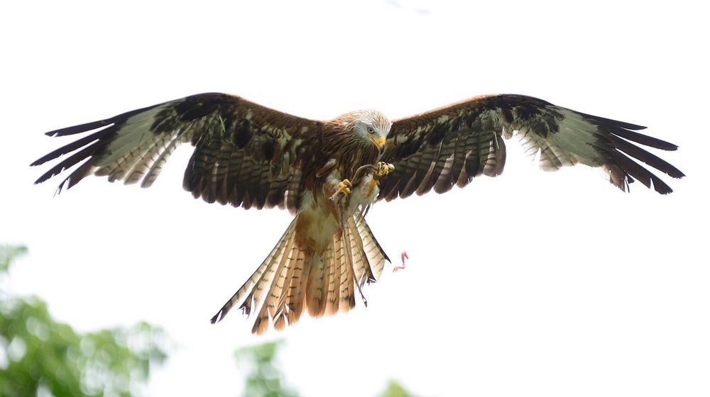 Holl das Lasso raus ...... Foto & Bild | tiere, zoo, wildpark ...