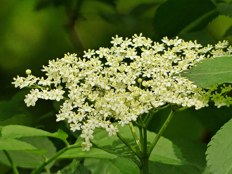 Hollunder ! Foto & Bild | pflanzen, pilze & flechten, blüten ...