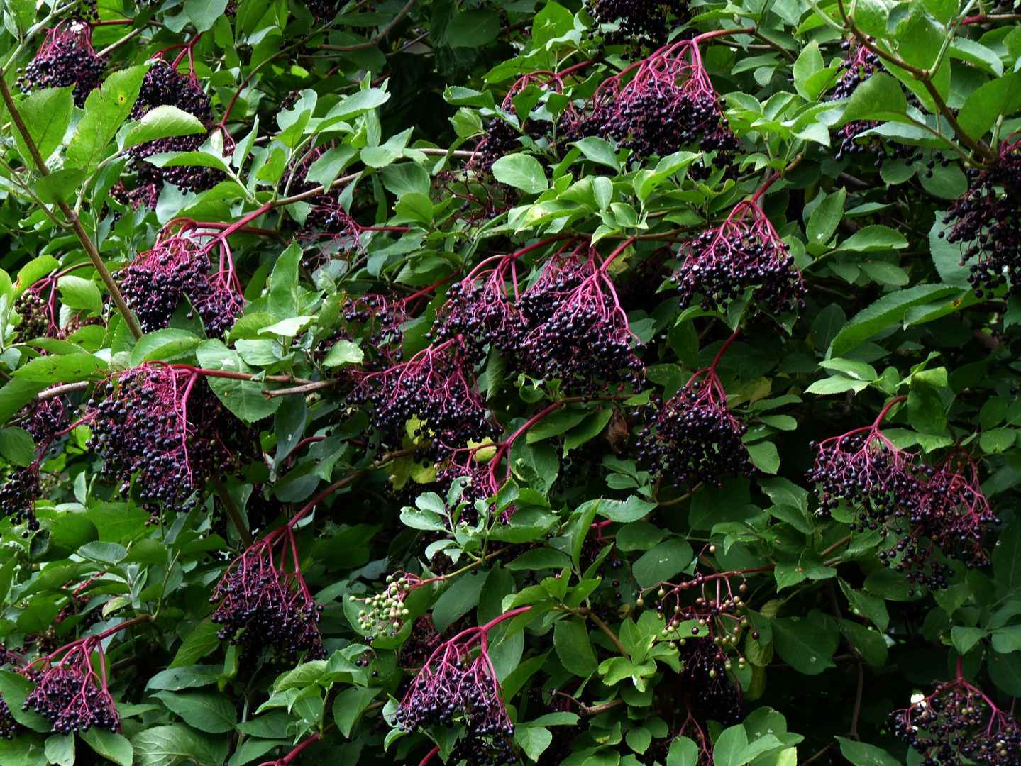 Hollunder reif und saftig Foto & Bild | pflanzen, pilze & flechten ...