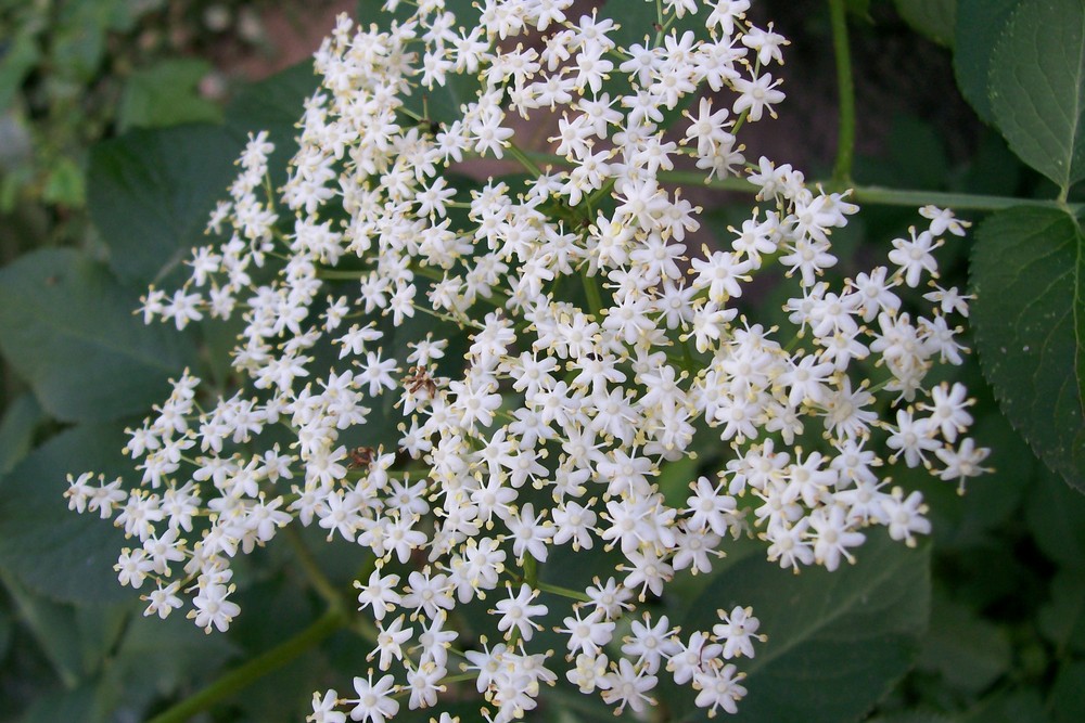 hollunder sterne Foto & Bild | pflanzen, pilze & flechten, sträucher ...