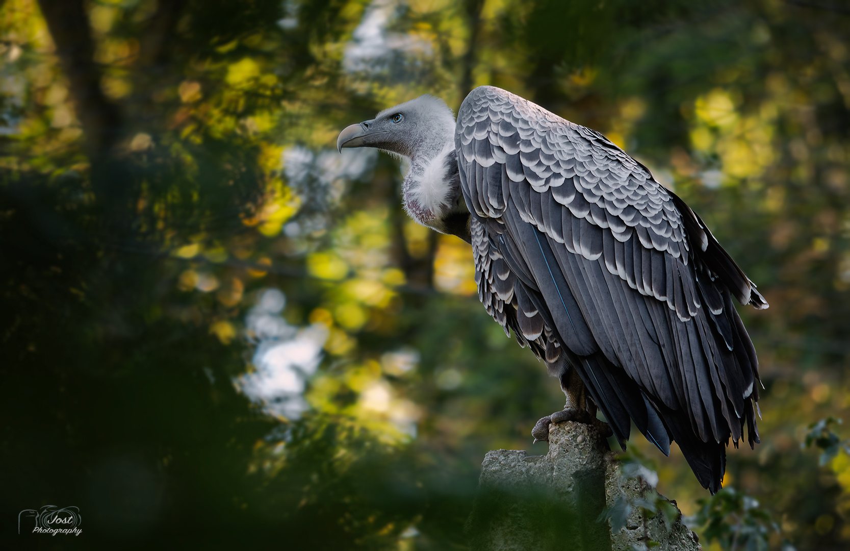 hol's der Geier ... Foto & Bild | tiere, zoo, wildpark & falknerei ...