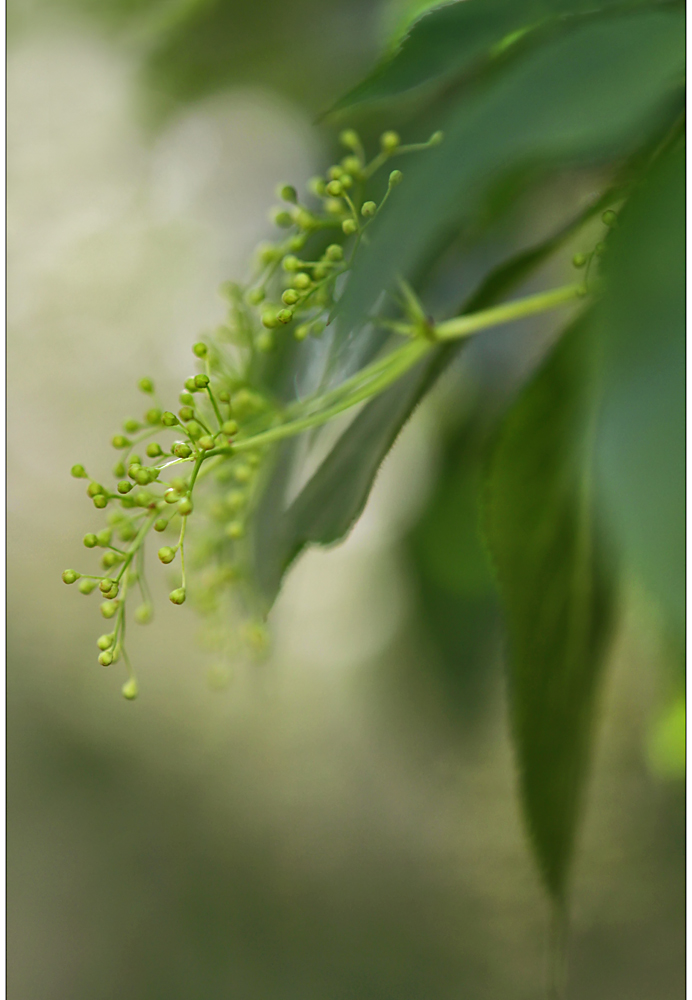 holunder.. Foto & Bild | pflanzen, pilze & flechten, früchte und beeren ...