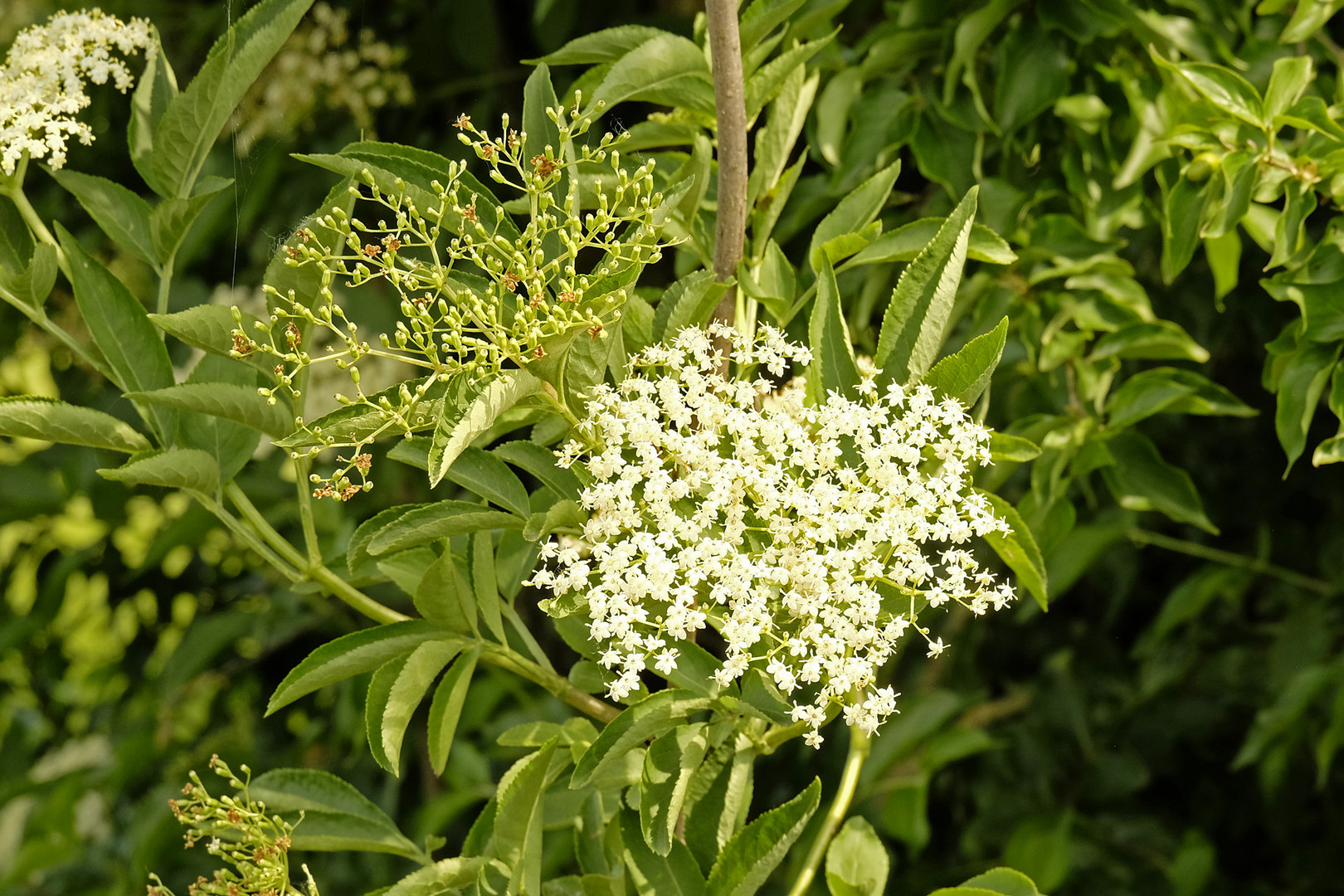 Holunder Foto & Bild | pflanzen, pilze & flechten, bäume, jahreszeiten ...