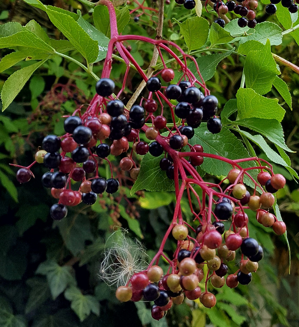 Holunder Foto & Bild | pflanzen, pilze & flechten, projekte, früchte ...