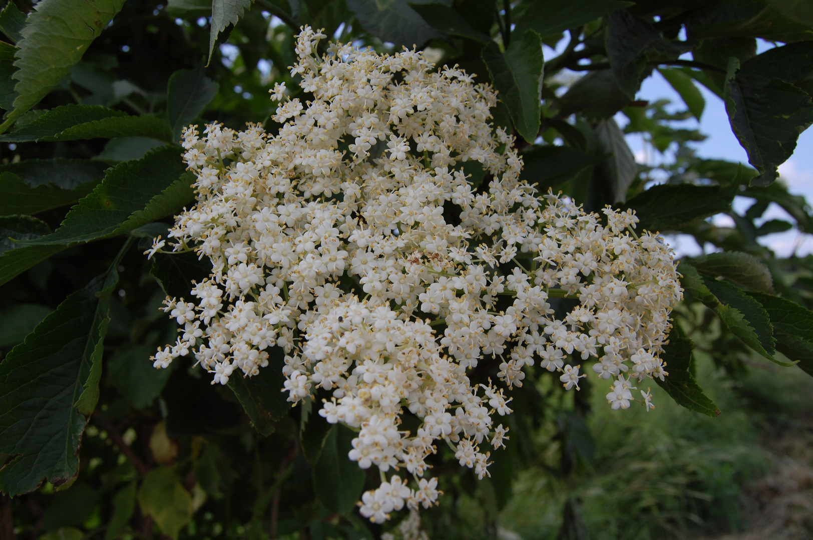 Holunder Foto & Bild | pflanzen, pilze & flechten, früchte und beeren ...