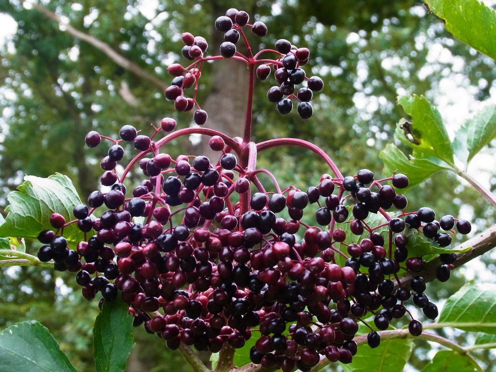 Holunder Foto & Bild | natur Bilder auf fotocommunity