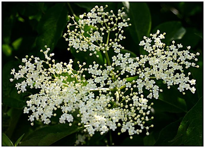 Holunder Foto & Bild | pflanzen, pilze & flechten, sträucher, natur ...