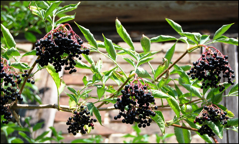 " Holunderbeeren " Foto & Bild | pflanzen, pilze & flechten, früchte ...