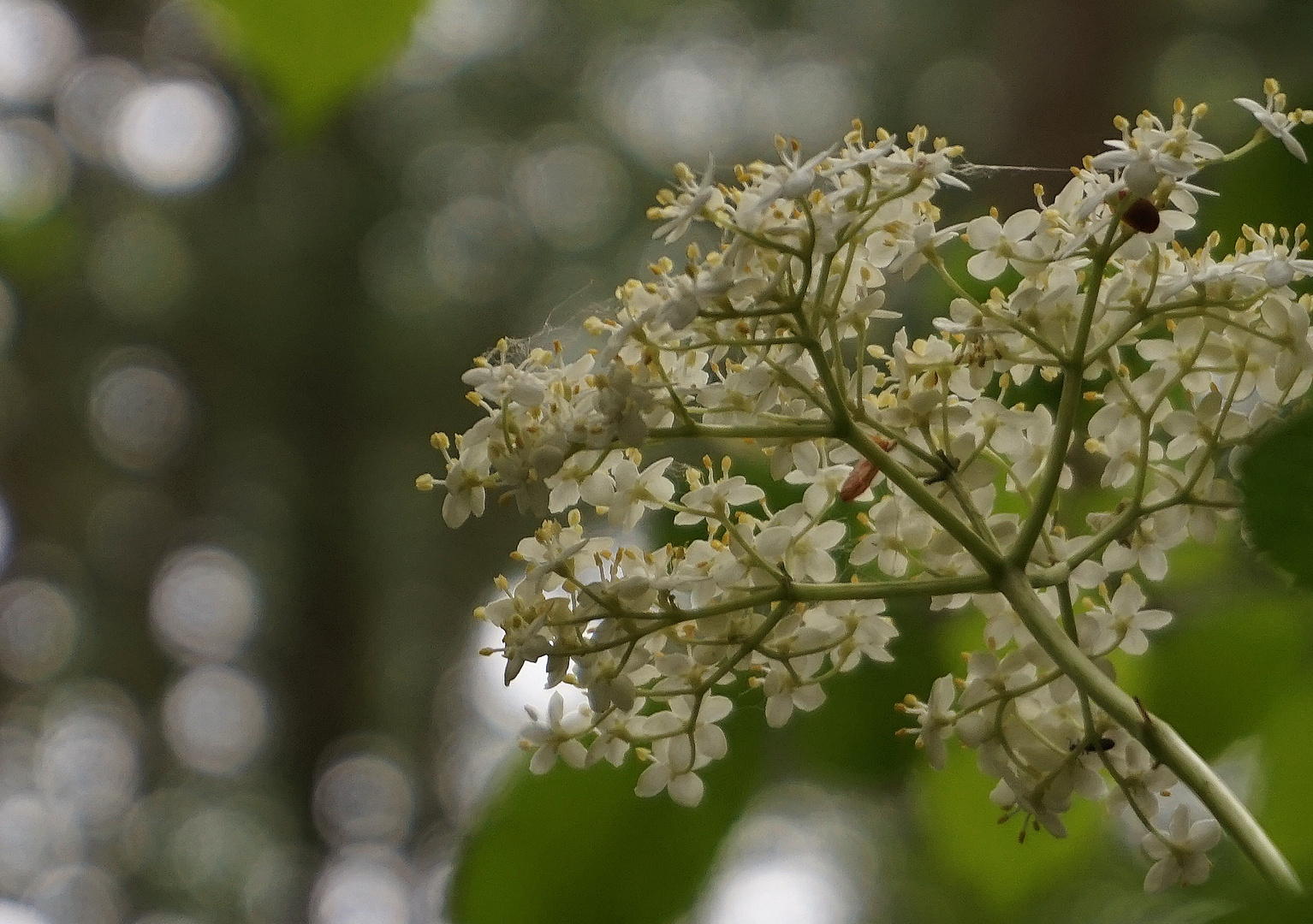 Holunderblüte Foto & Bild | world, wald, makro Bilder auf fotocommunity