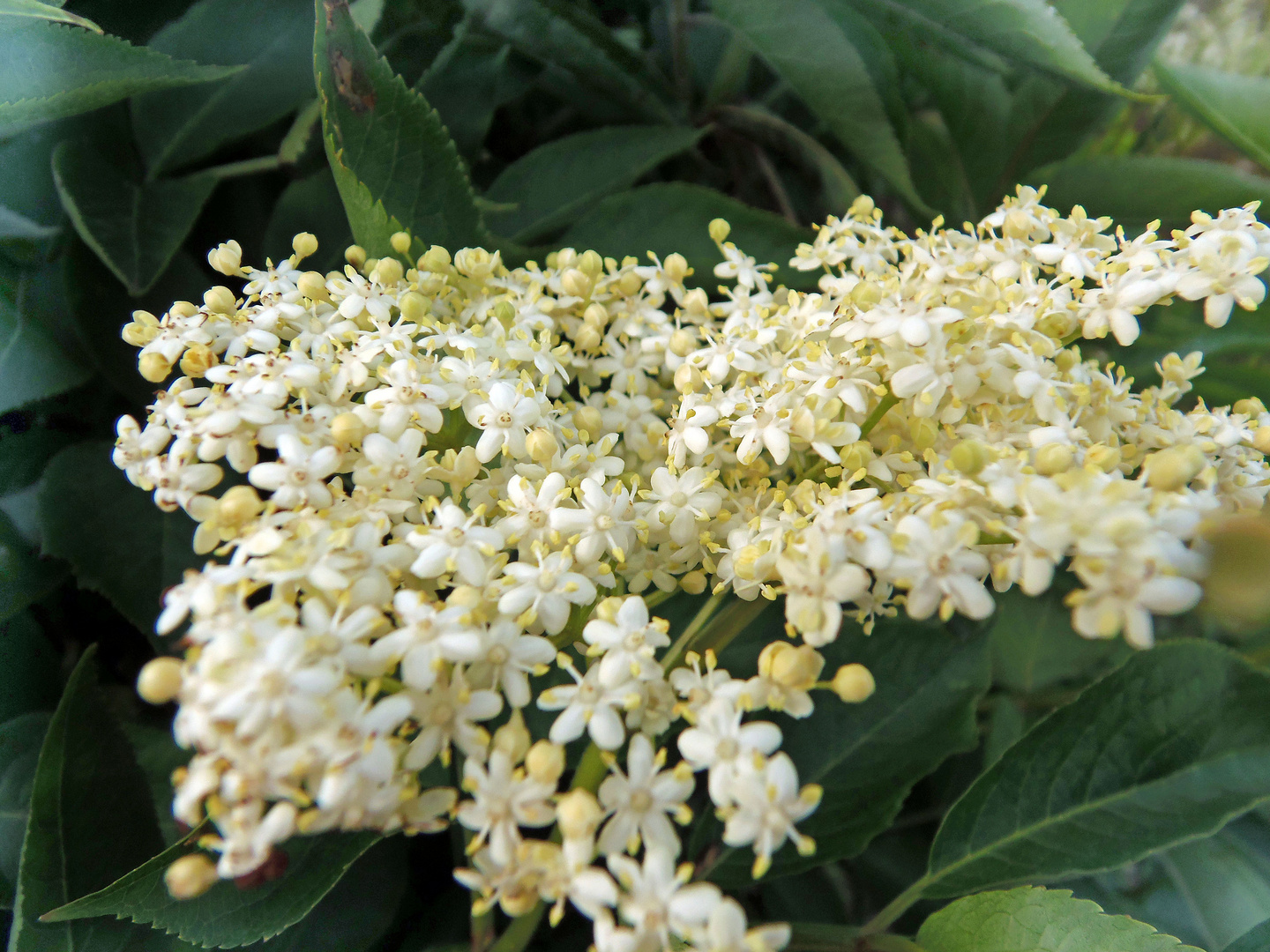 Holunderblüte........ Foto & Bild | pflanzen, pilze & flechten ...