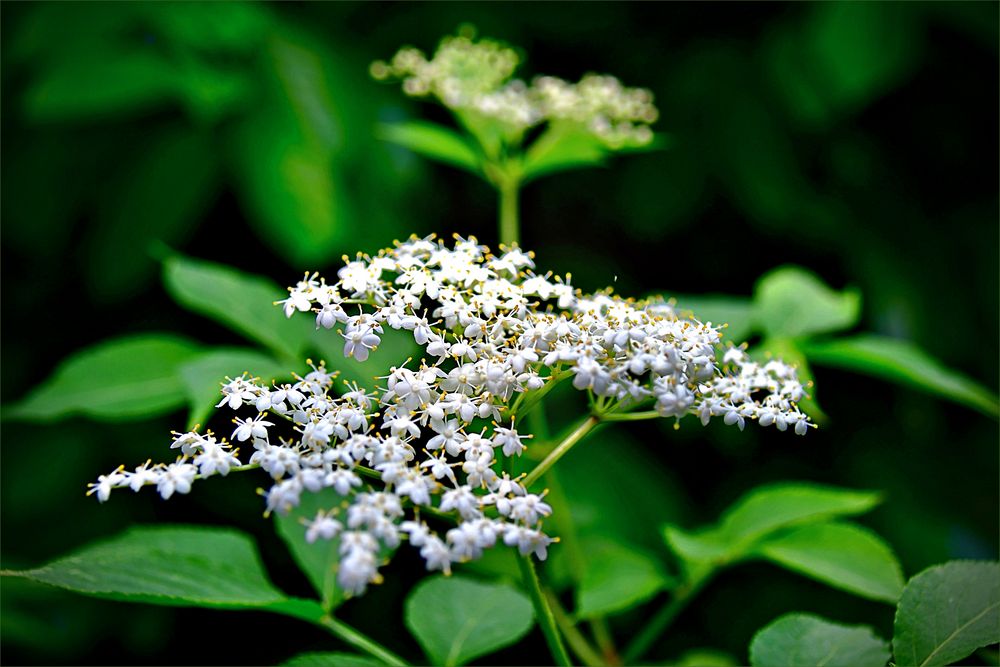 = Holunderblüte = Foto & Bild | outdoor, natur, blüte Bilder auf ...