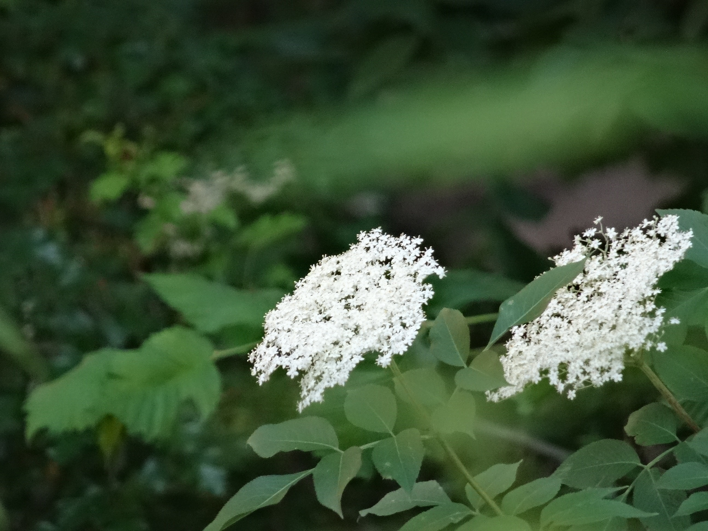 Holunderblüte Foto & Bild | pflanzen, pilze & flechten, blüten ...