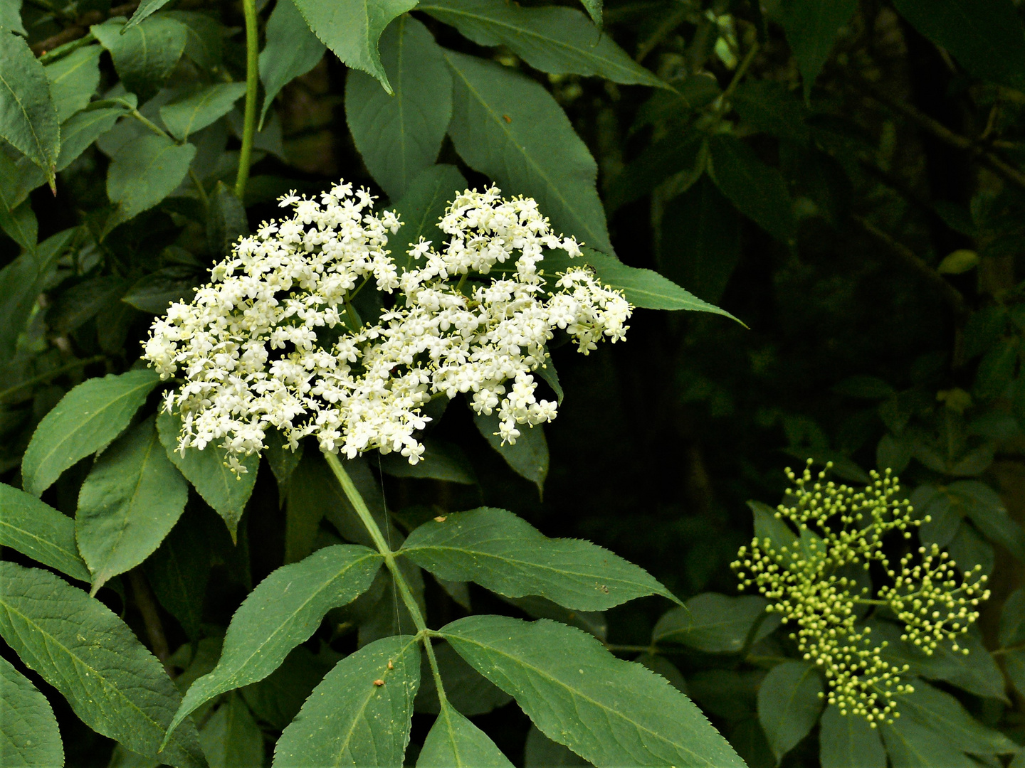 Holunderblüte Foto & Bild | landschaft, lebensräume, natur Bilder auf ...
