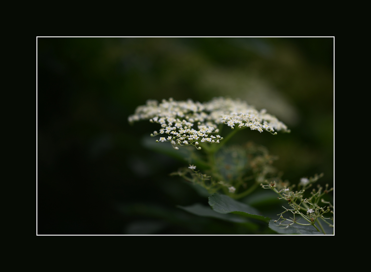Holunderblüte Foto & Bild | makros, pflanzen, blüten Bilder auf ...