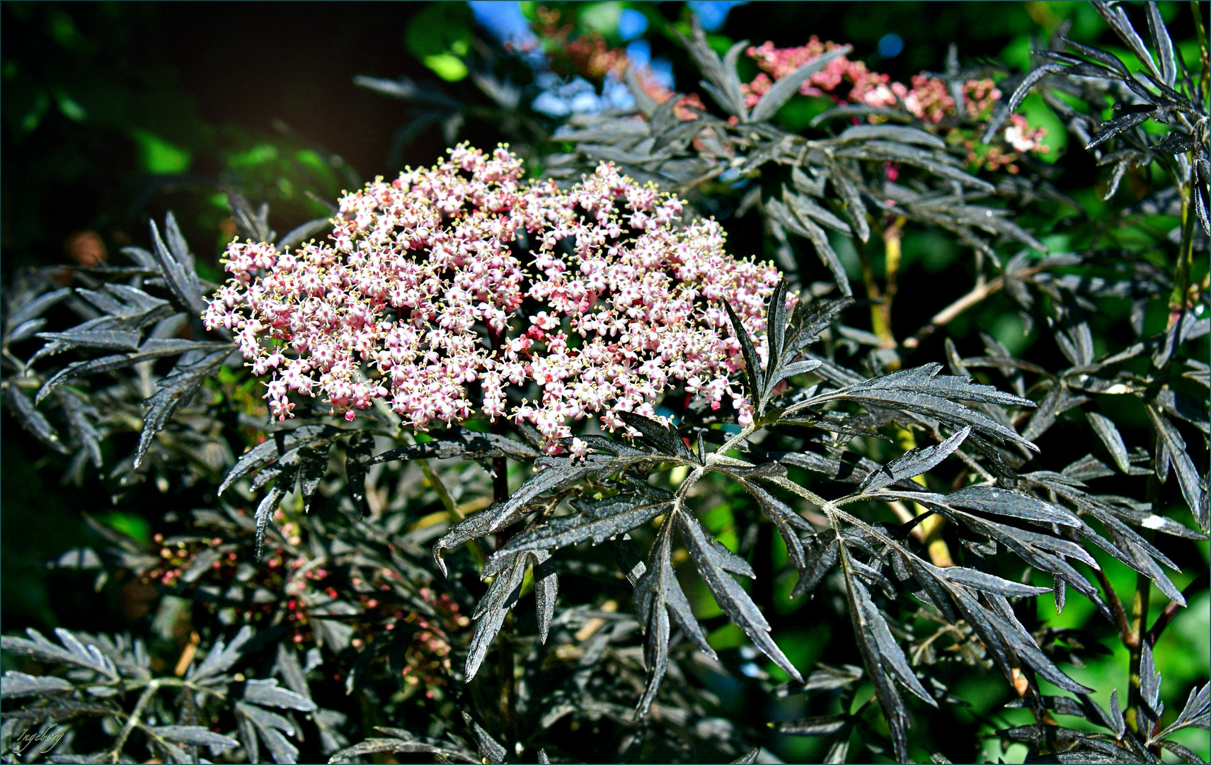 * Holunderblüte * Foto & Bild | flora , blüte, garten Bilder auf ...