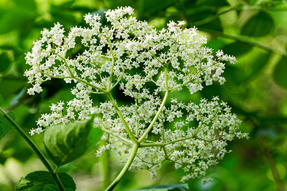 Holunderblüten Foto & Bild | wald, bäume, frühling Bilder auf fotocommunity